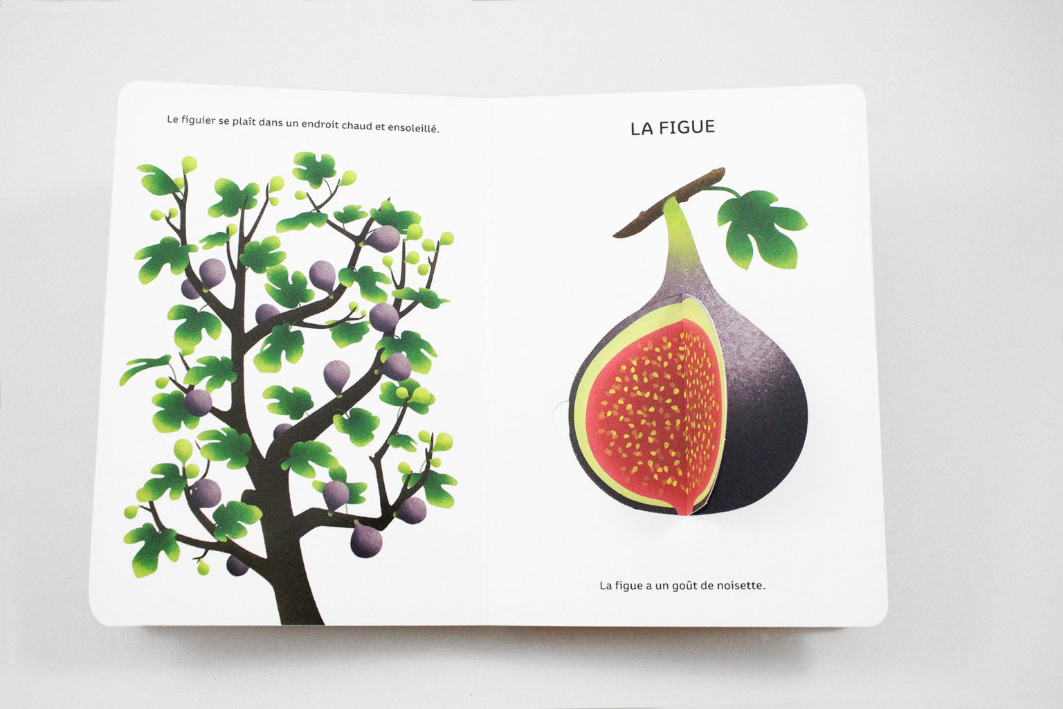 Fruits de saison - Éditions Amaterra