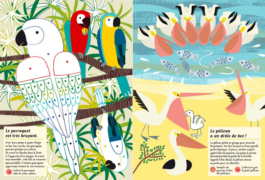 Les oiseaux du monde - Éditions Amaterra