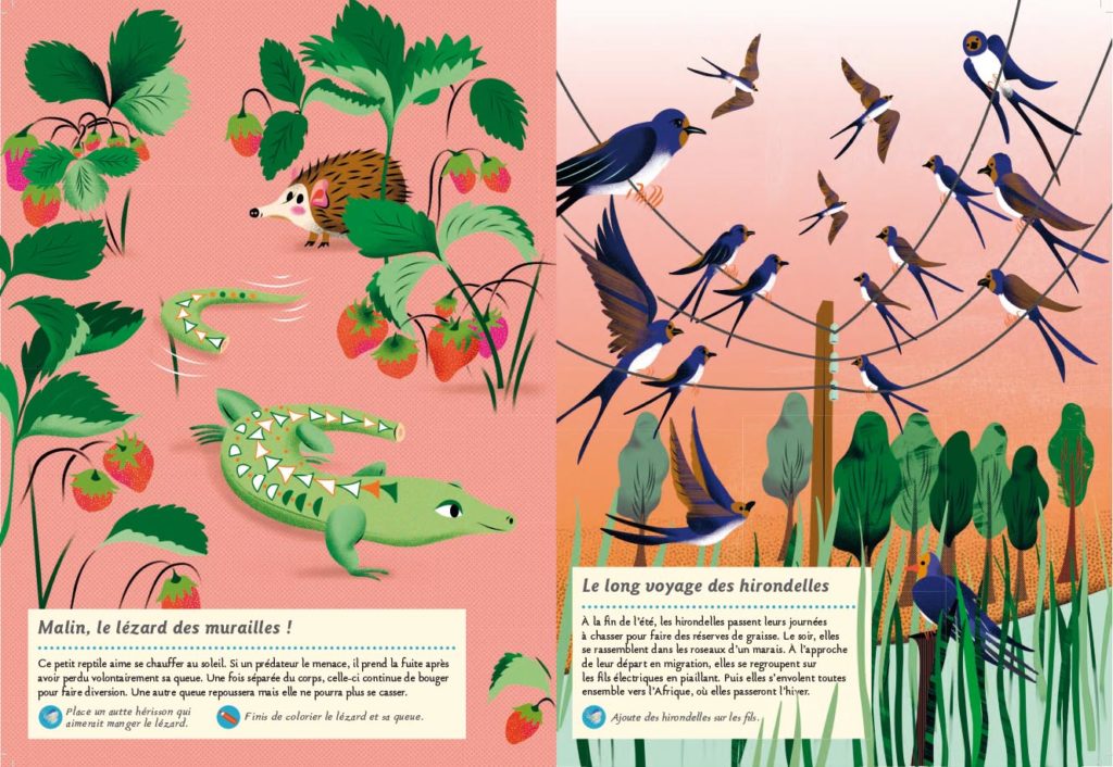 Faune et flore de l’été – Éditions Amaterra